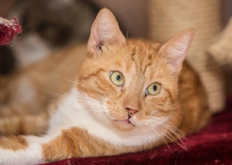 Tout savoir sur la dentition du chat - Les Animaux de la Fée