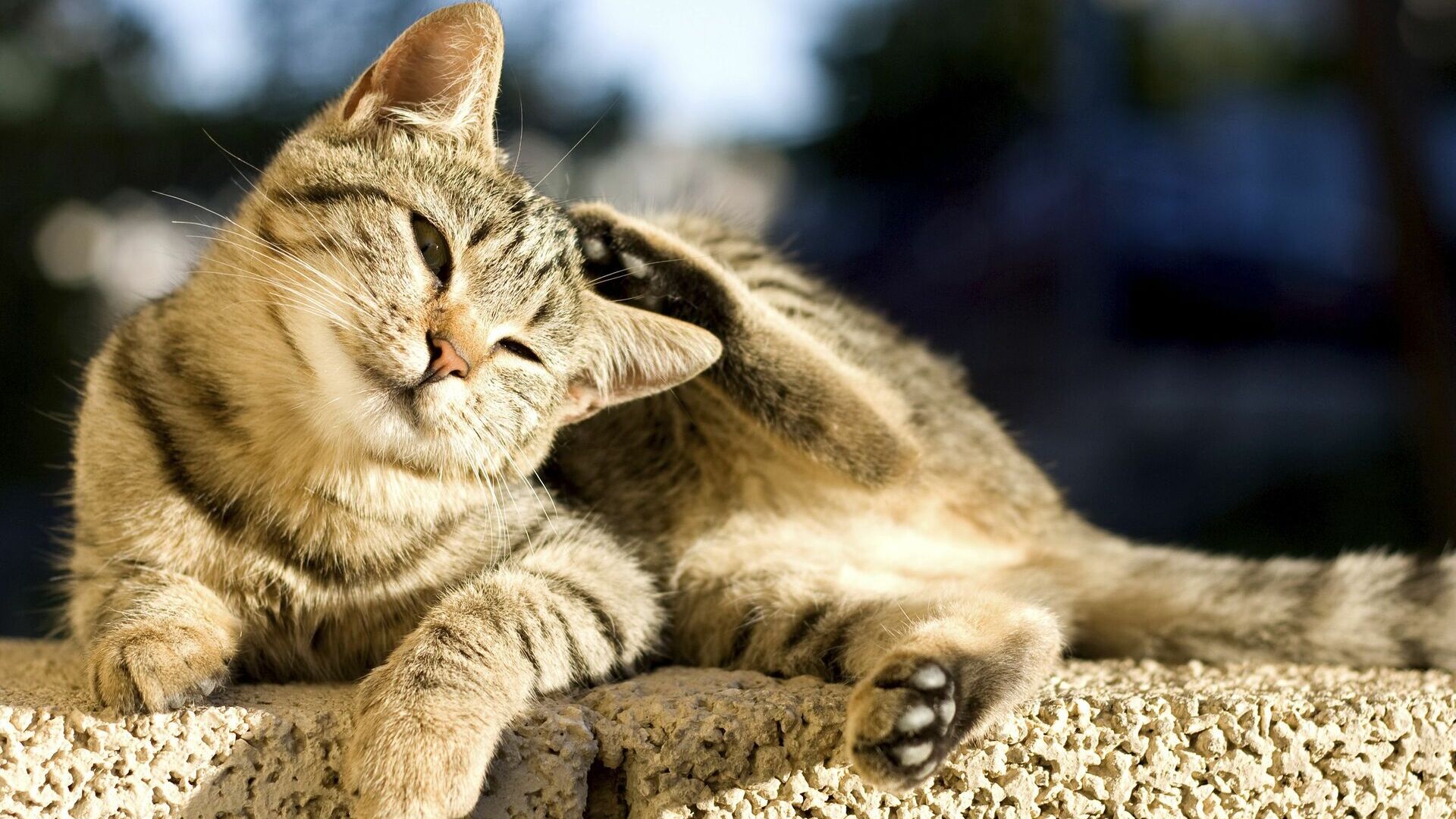 Comment savoir si mon chat a la dermatite ? - Les Animaux de la Fée