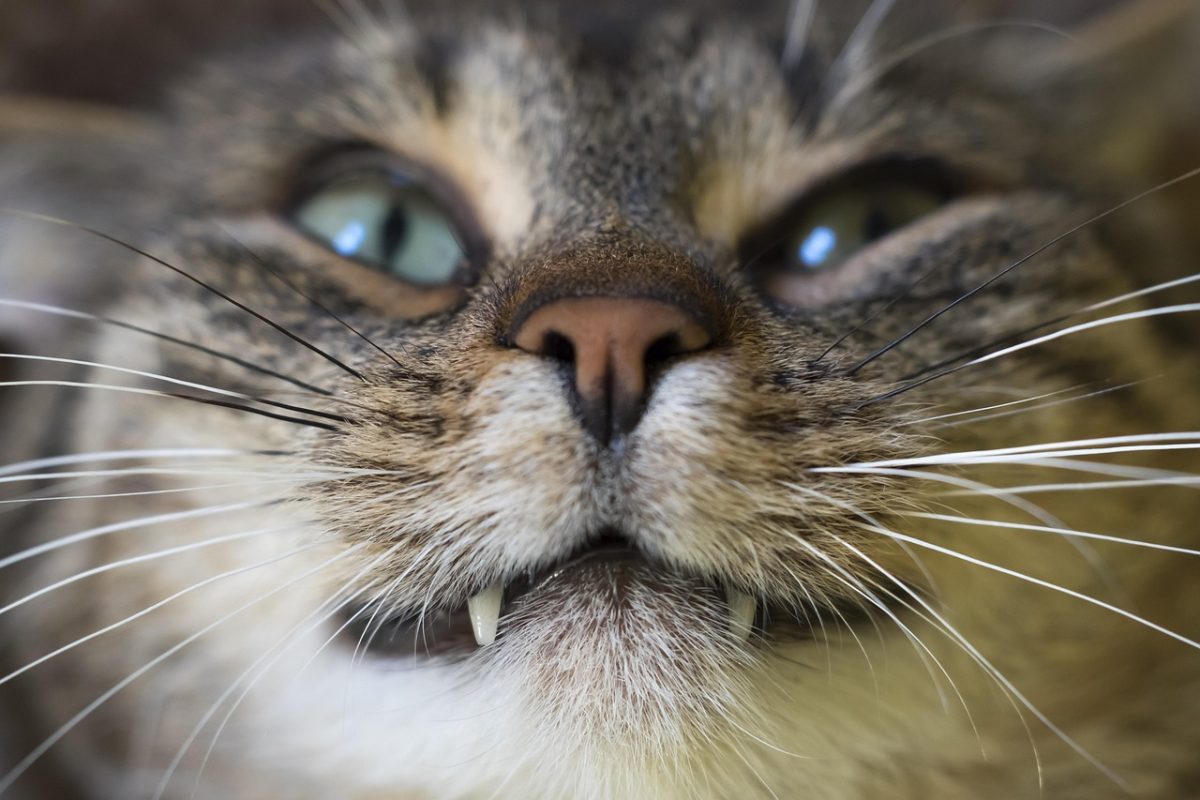 Tout savoir sur la dentition du chat - Les Animaux de la Fée